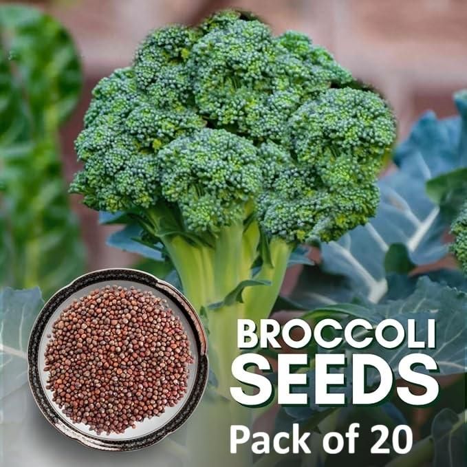 Hybrid Organic Broccoli Seeds (Pack of 20) – Scrollstreet